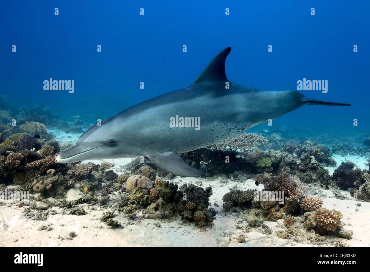 Bottlenose dolphin (Tursiops truncatus), coral reef, Red Sea, Egypt ...
