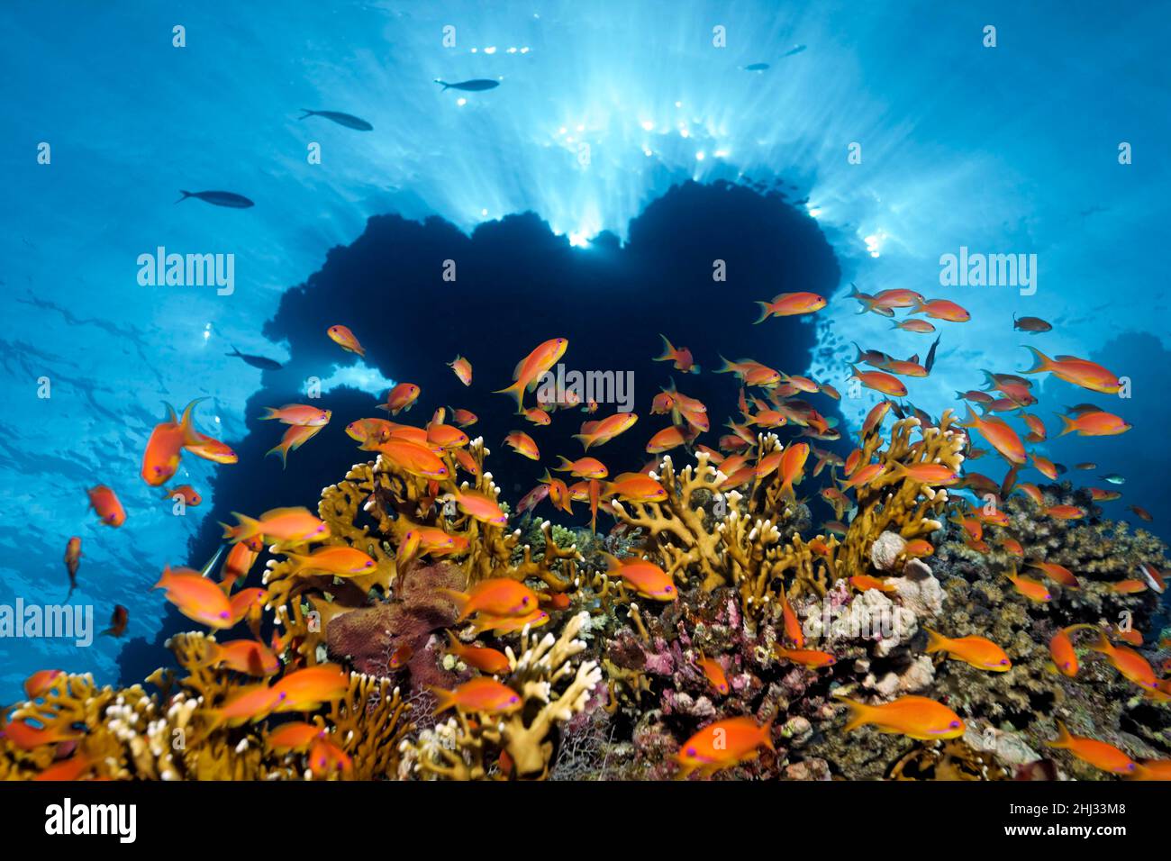 Shoal of red sea basslets (Pseudanthias taeniatus), Red Sea net fire ...