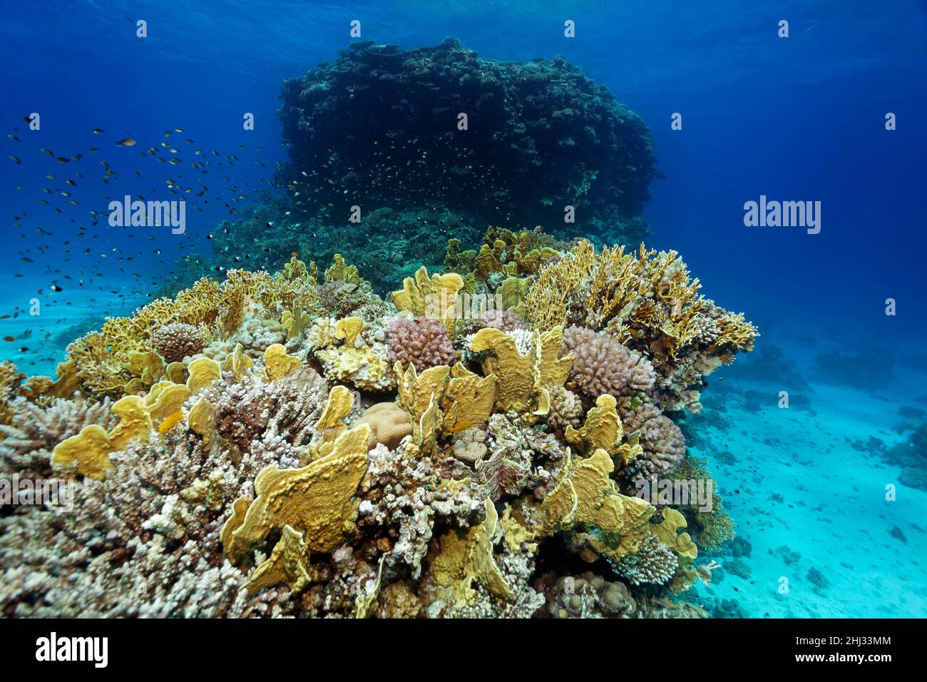 Coral reef with various stony corals, predominantly yellow plate fire ...