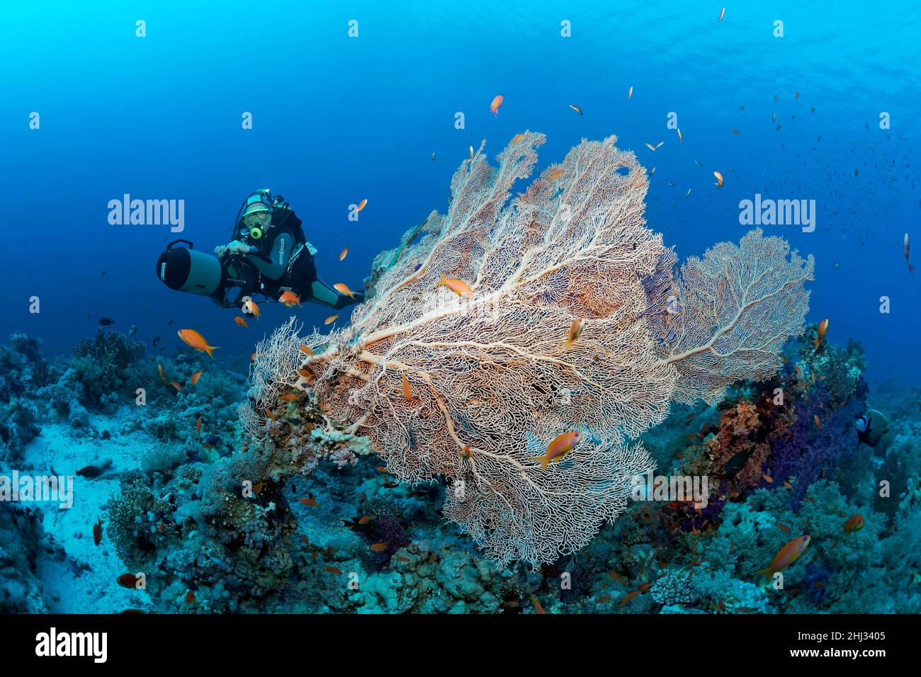 German diving legend in Egypt Rudi Kneip, diver with diving scooter ...