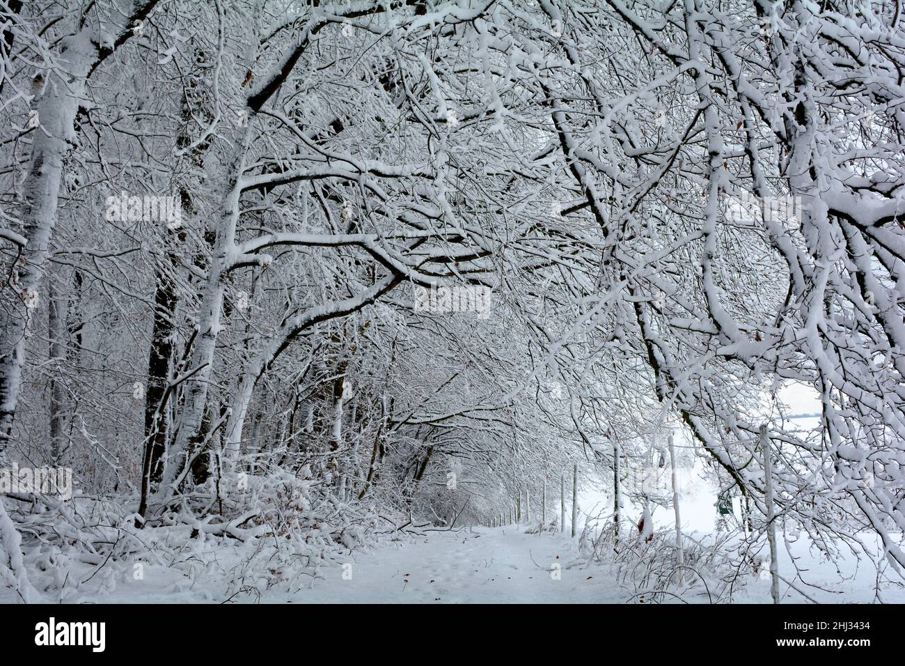 Snowy path at the forest on a cold winter day Stock Photo - Alamy