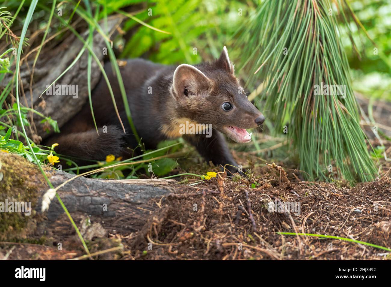 American Marten Teeth American Marten Skull #00632 Craniates