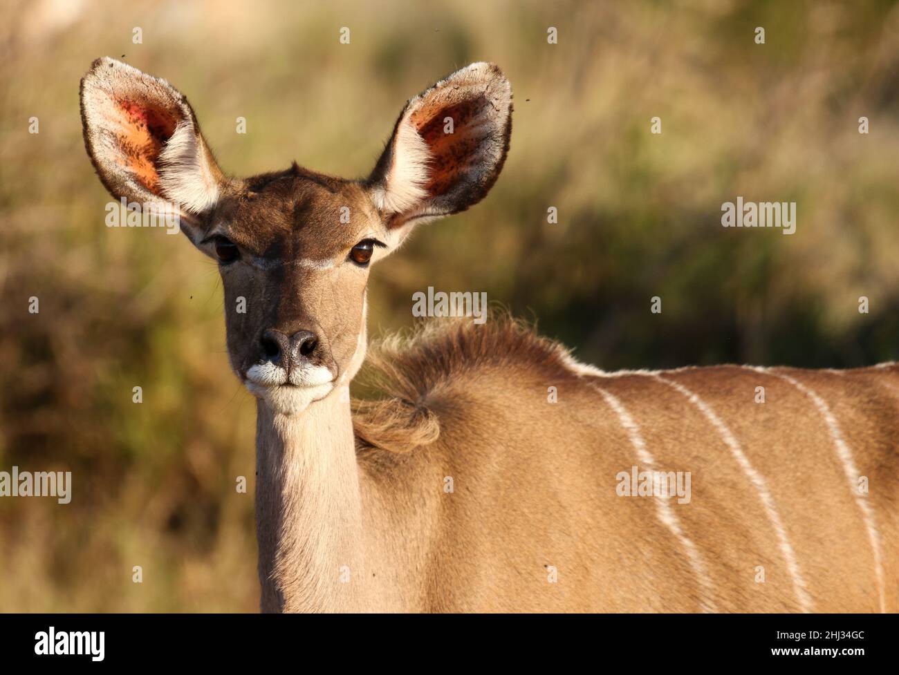 Large kudu hi-res stock photography and images - Alamy