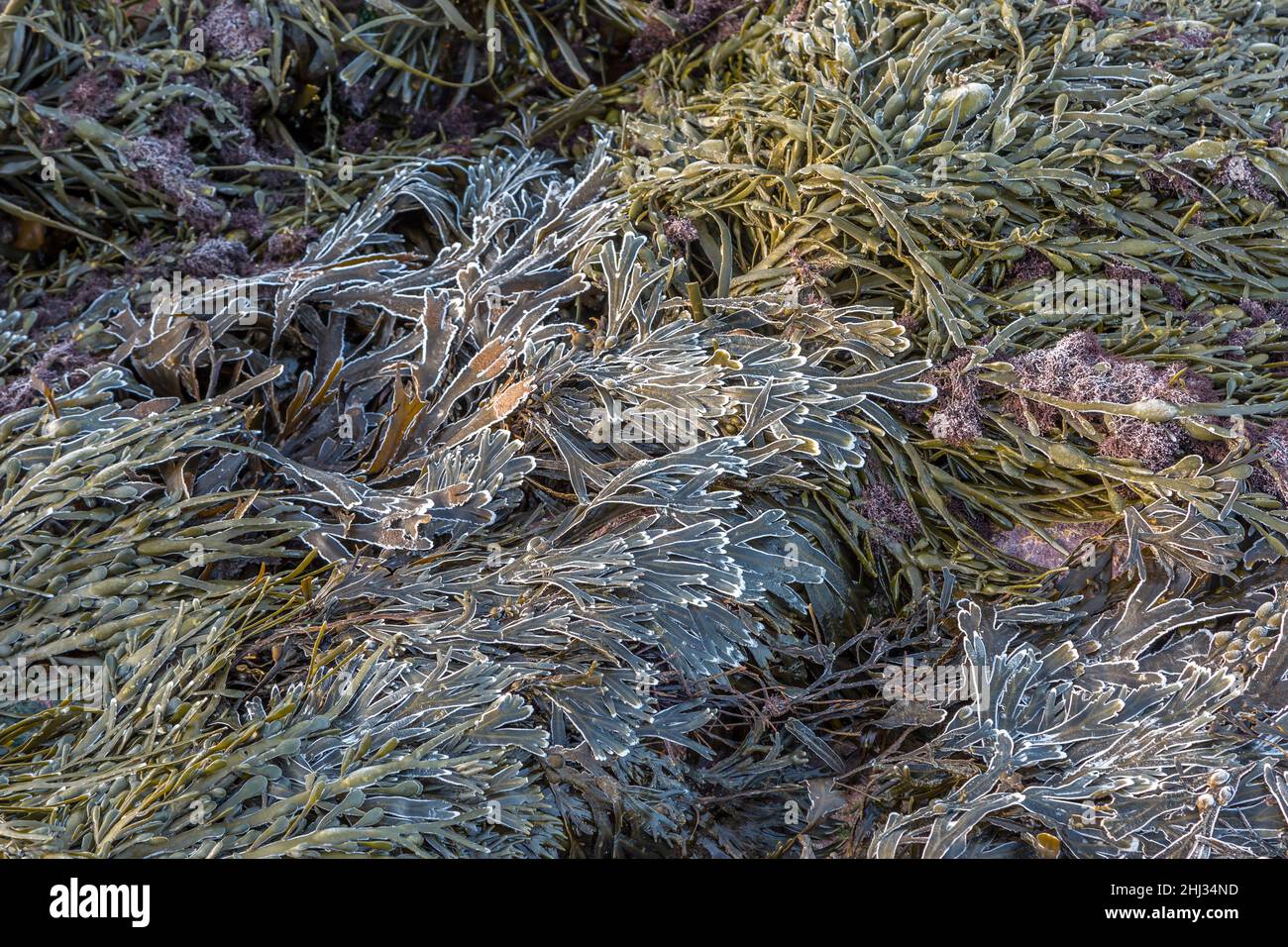 Frozen Kelp seaweed with frost covered tips on a rock in Tynemouth ...