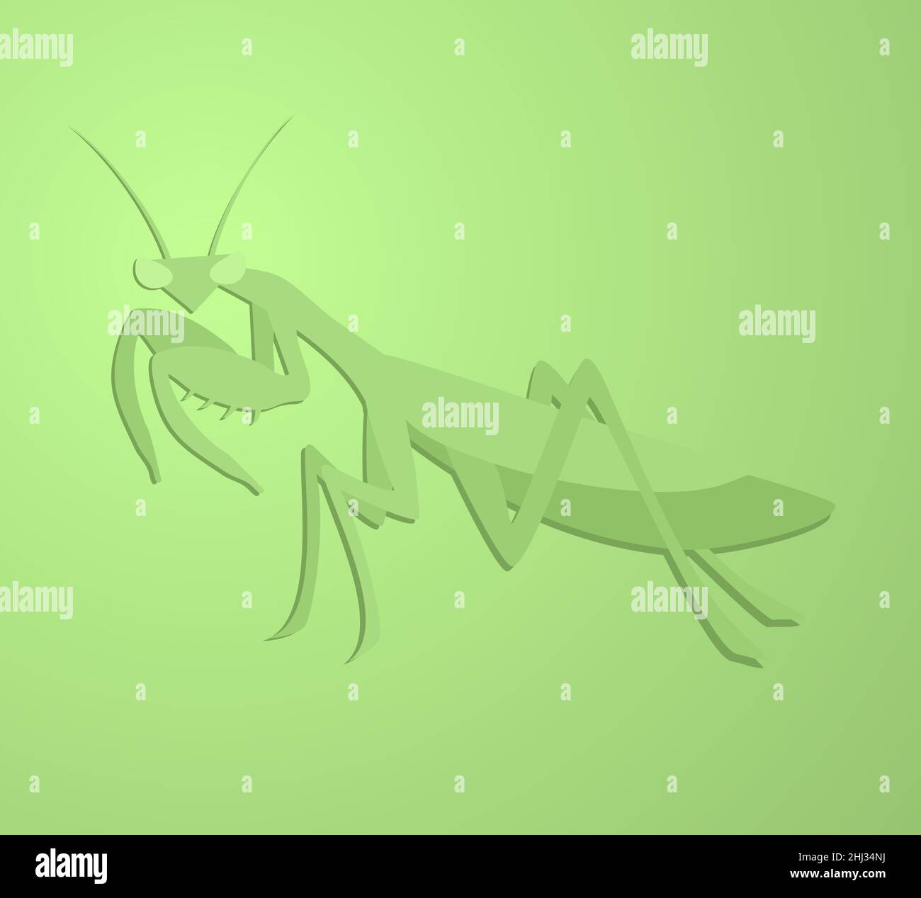 Female praying mantis Stock Vector Images - Alamy