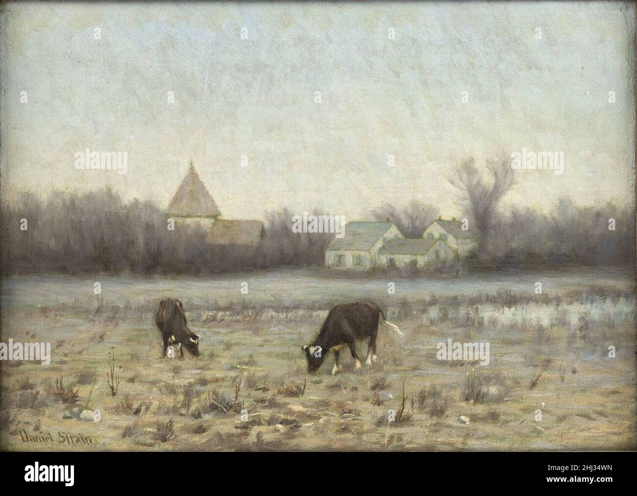 Grazing Cows by Daniel Strain Stock Photo - Alamy