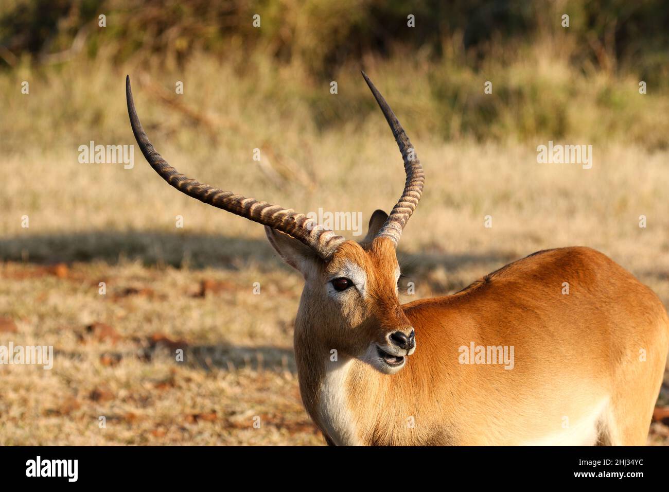 Red lechwe kafue national park hi-res stock photography and images - Alamy