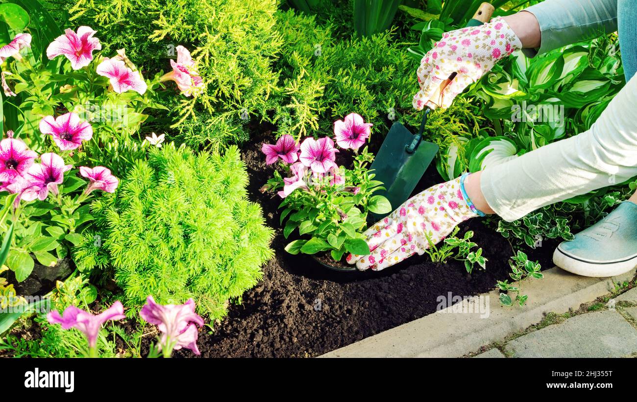 The gardener planting flowers with hand trowel in black soil in a ...