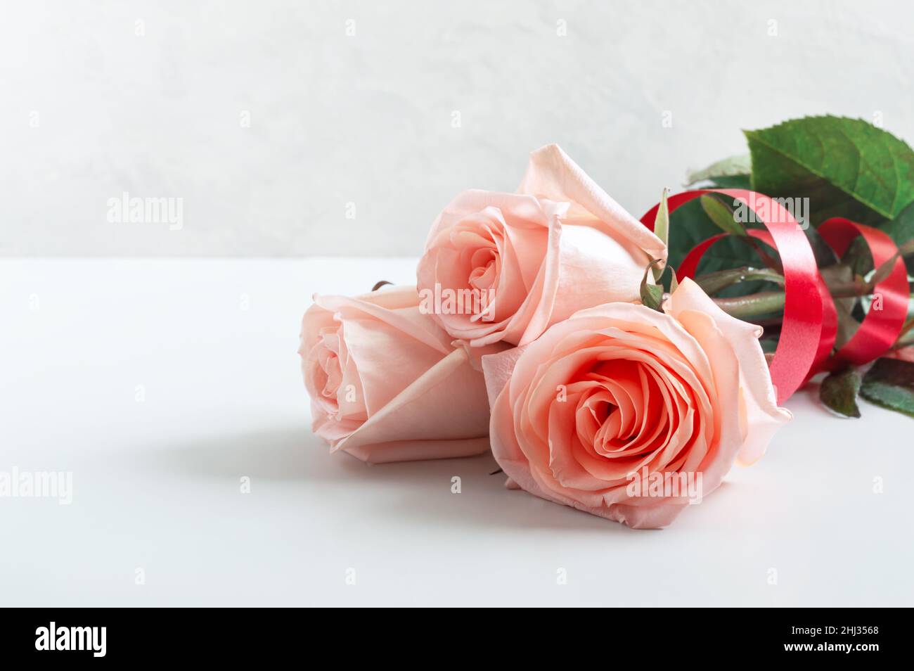 Pink roses lying on a white background. Festive background with copy ...