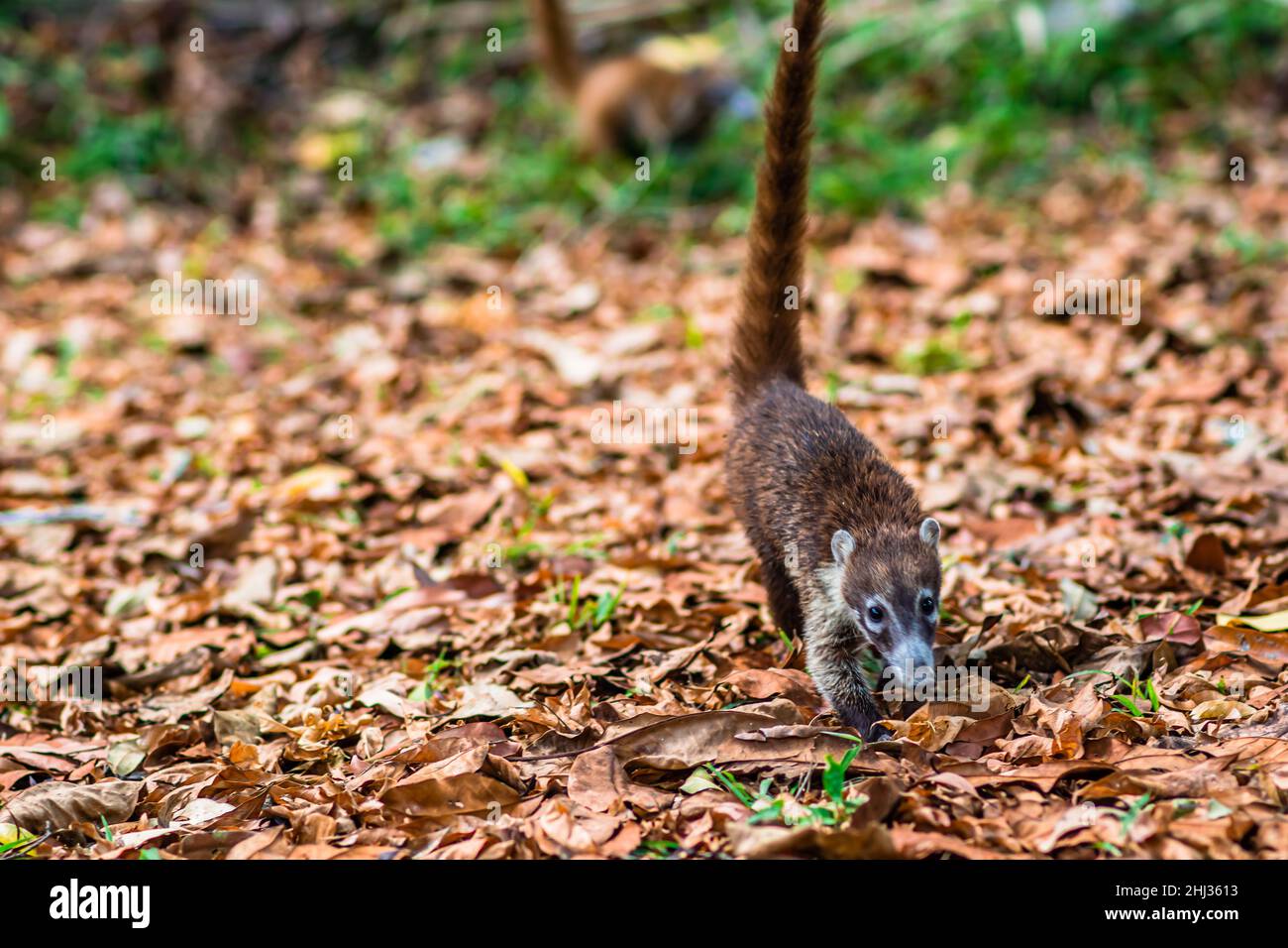 Coatimundi tikal guatemala hi-res stock photography and images - Alamy