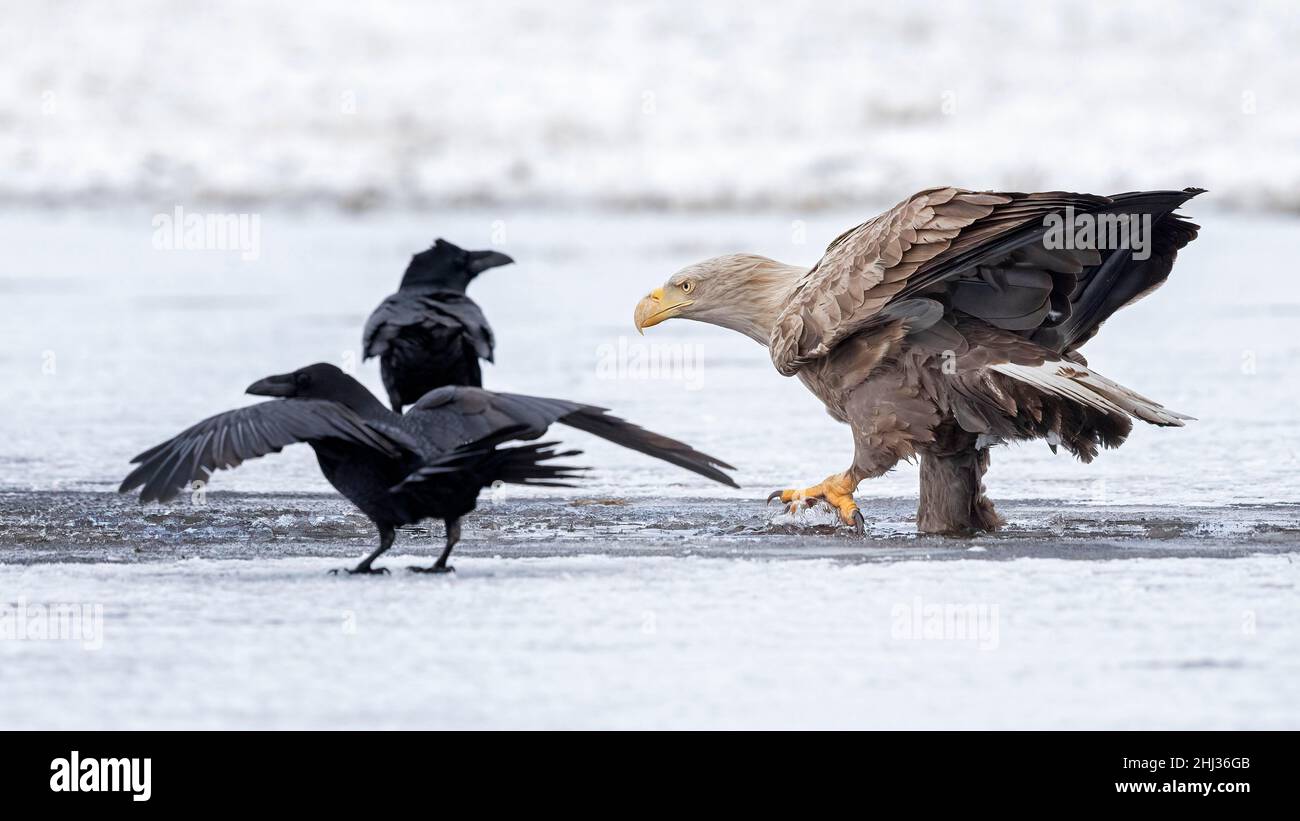 Raven and eagle hi-res stock photography and images - Alamy