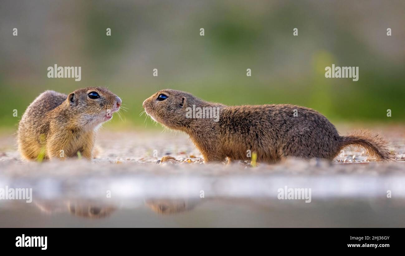 European ground squirrel (Spermophilus citellus) two animals in contact ...