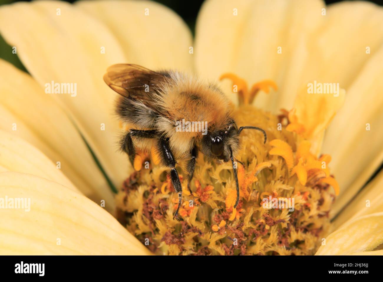 A Honey bee foraging on a flower Stock Photo - Alamy