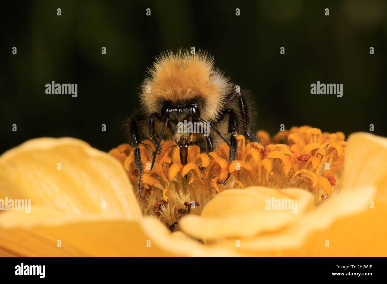 A Honey bee foraging on a flower Stock Photo - Alamy