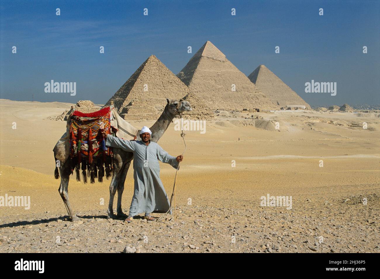 Egypt giza camel and pyramid hi-res stock photography and images - Alamy