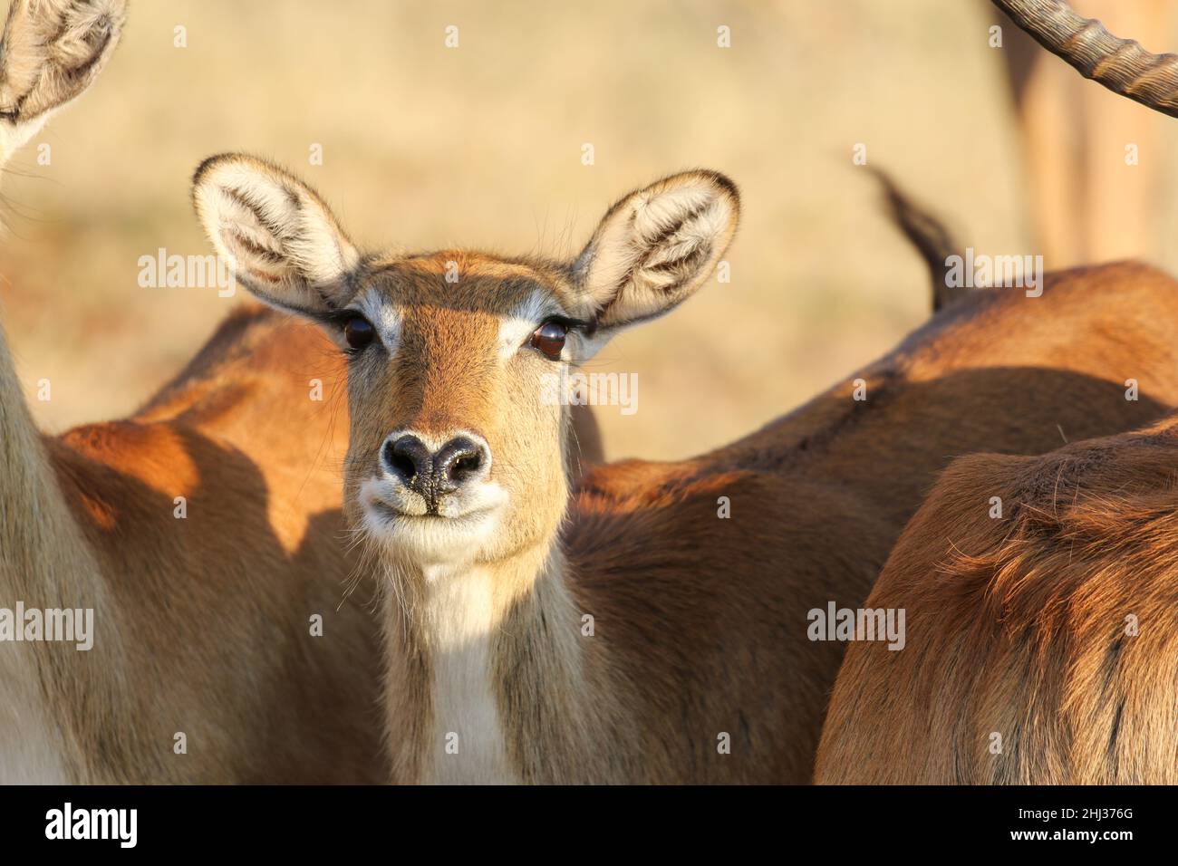 Female lechwe hi-res stock photography and images - Alamy