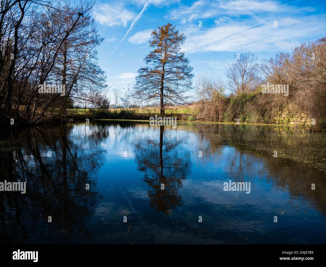 Tree reflection in pond Stock Photo - Alamy