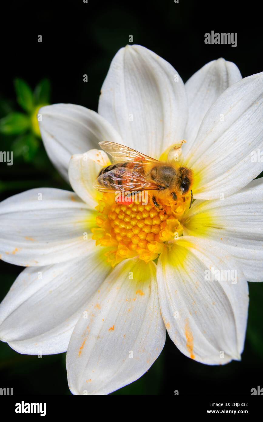 A Honey bee foraging on a flower Stock Photo - Alamy