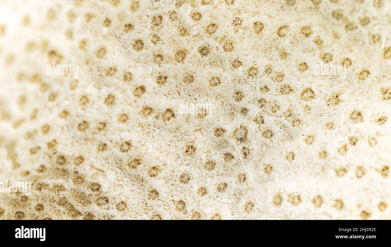Fossil theme hi-res stock photography and images - Alamy