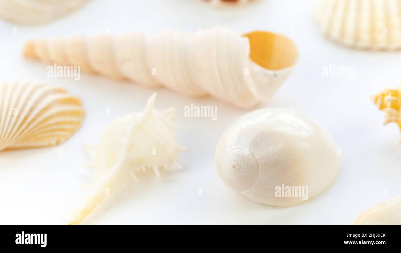 Boring turret, murex, shark eye, cockle macro photography. Background ...