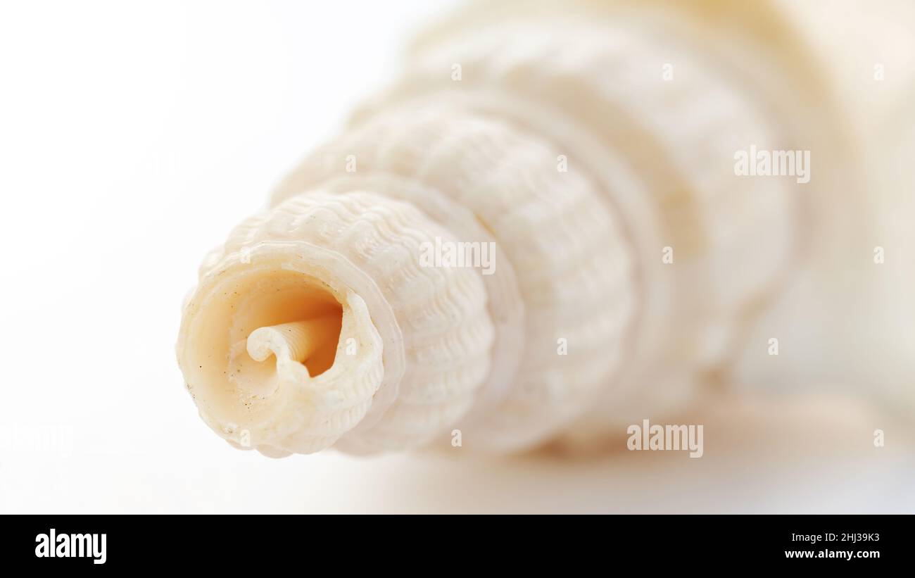 Boring turret snail close up macro photography. Twisted sea clam shell ...