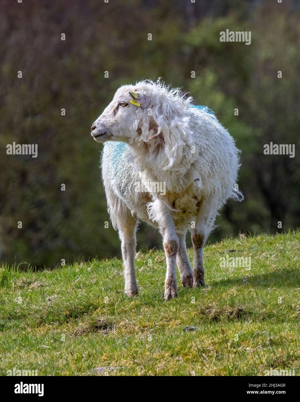 Welsh mountain sheep hi-res stock photography and images - Alamy