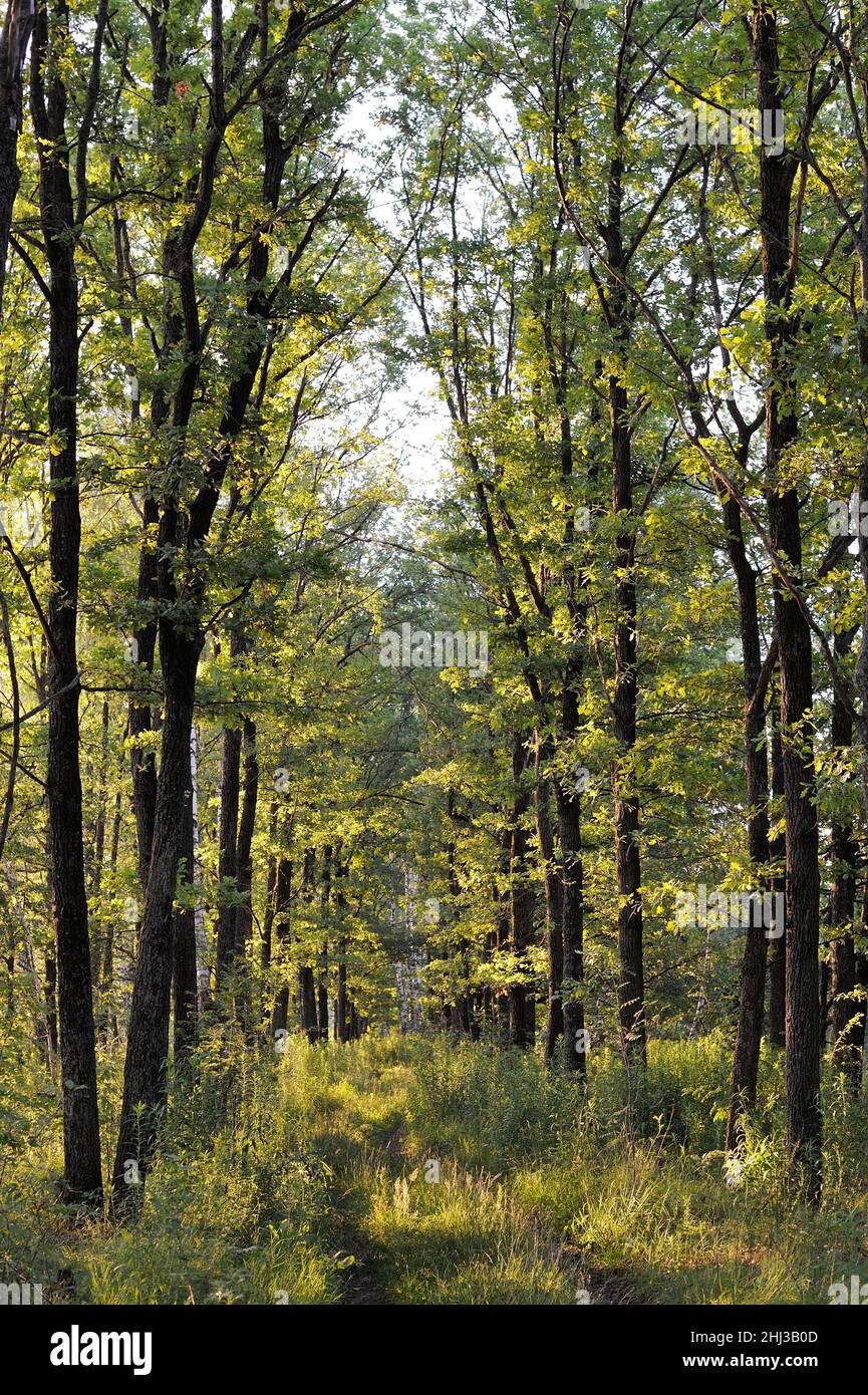 Tall young green trees in summer morning light horizontal Stock Photo ...