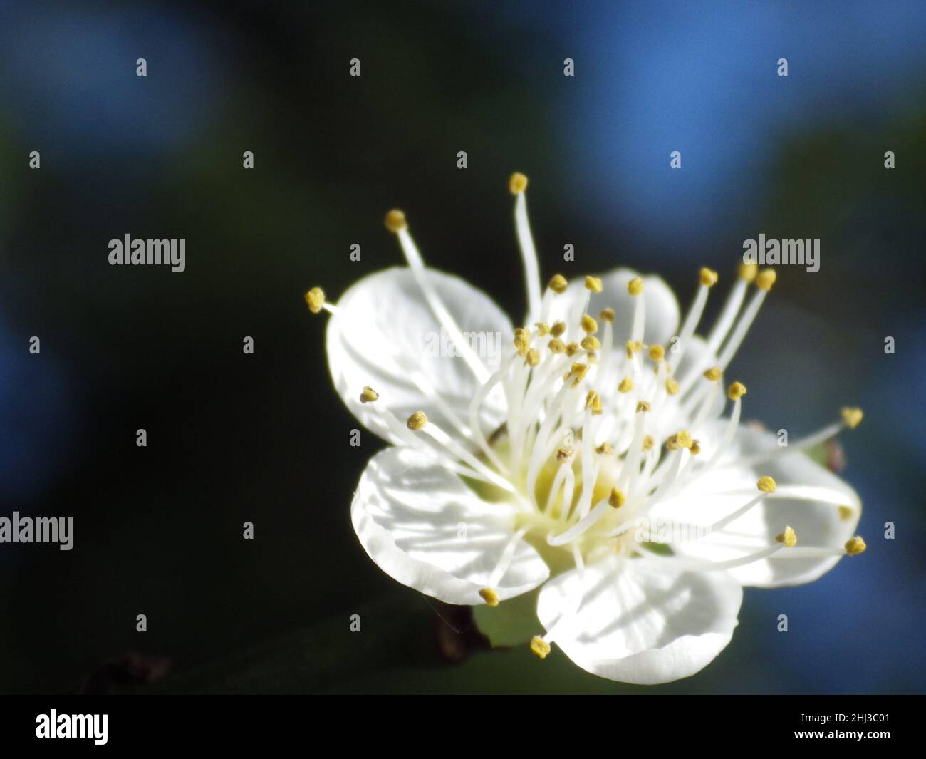 Chinese plum (Prunus mume) in blossom under the sunlight in the garden ...