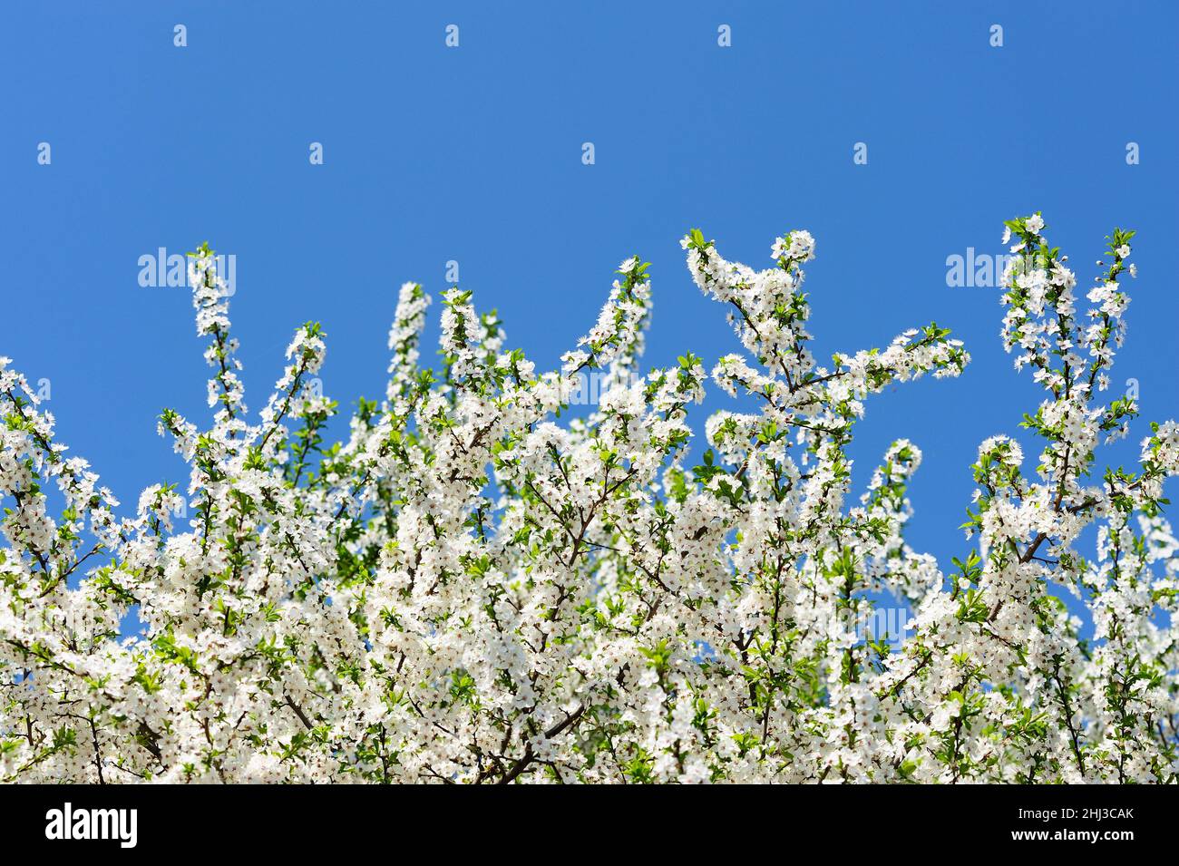 Plumm blossom hi-res stock photography and images - Alamy