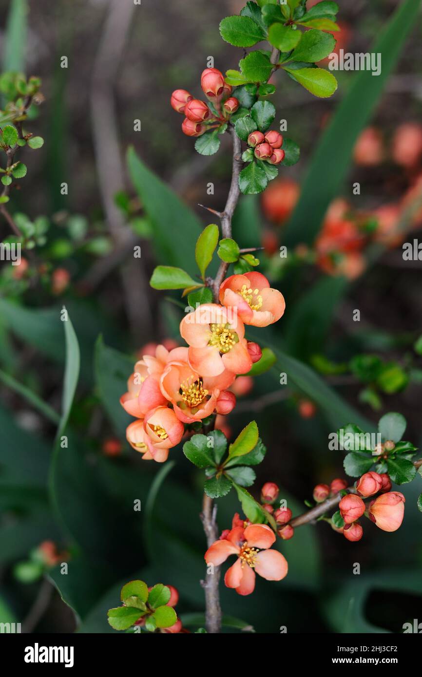 Quince flowers and buds vertical Stock Photo - Alamy