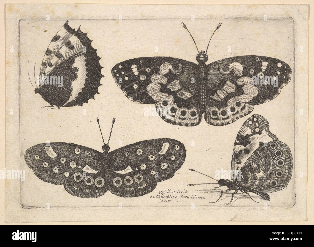 Four butterflies 1646 Wenceslaus Hollar Bohemian Two butterflies with ...