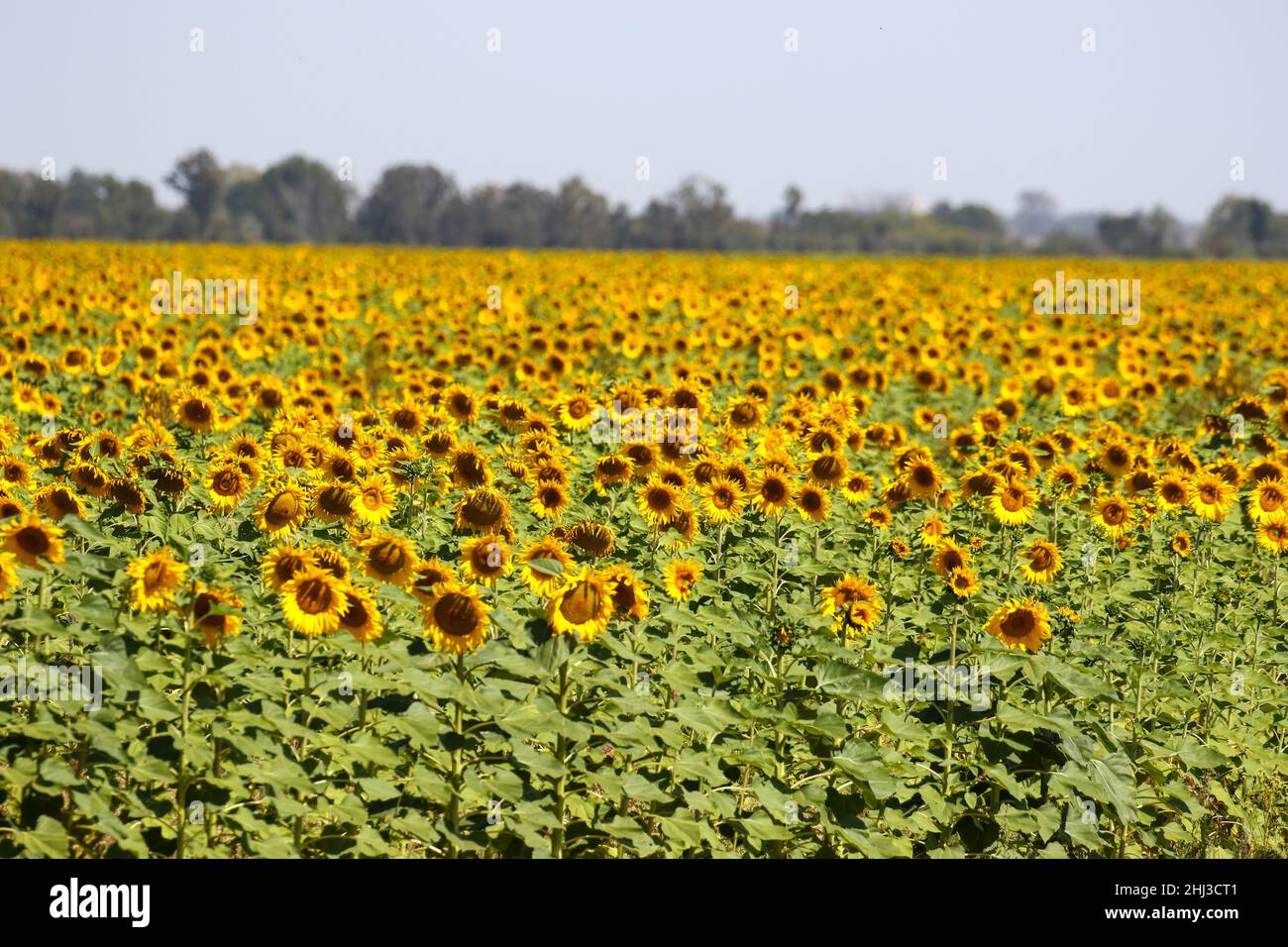 Sunflower Farming, South Africa Stock Photo - Alamy
