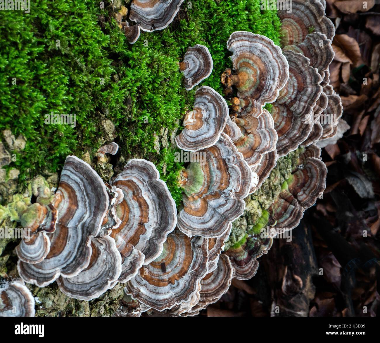 Turkey Tails Trametes versicolor a small bracket fungus growing with ...