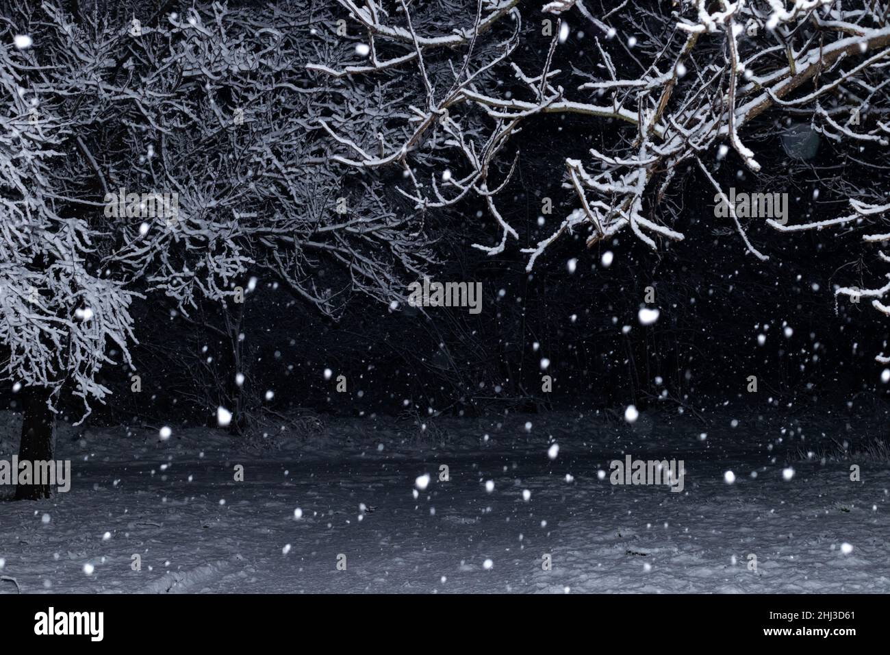 Snow Falling On Trees Night