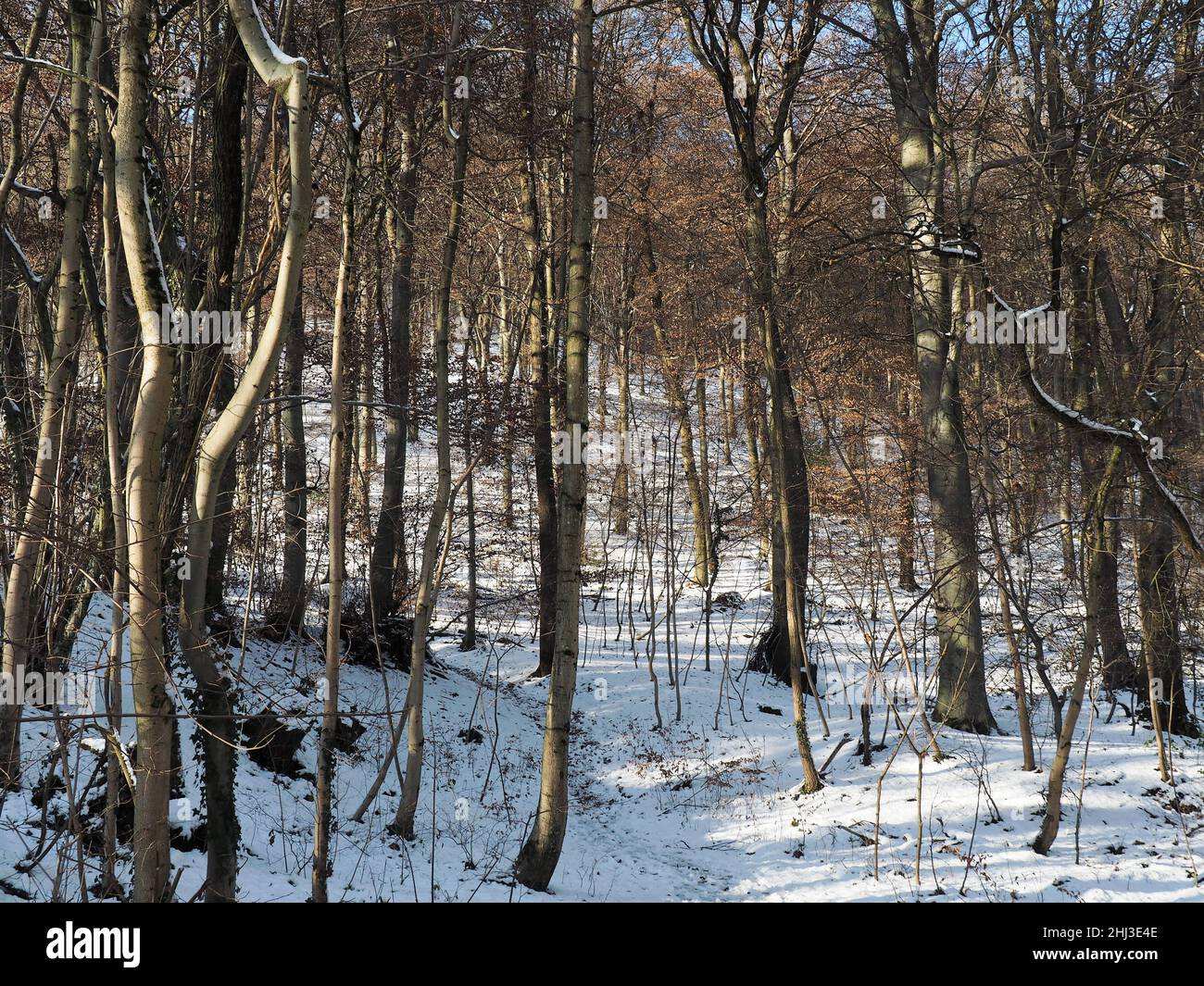 The eastern end of Oberer Philosophenweg trail during the winter in ...