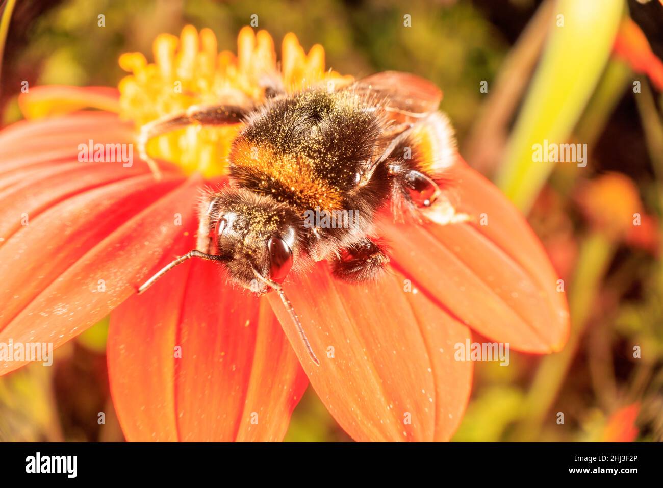 A Honey bee foraging on a flower Stock Photo - Alamy