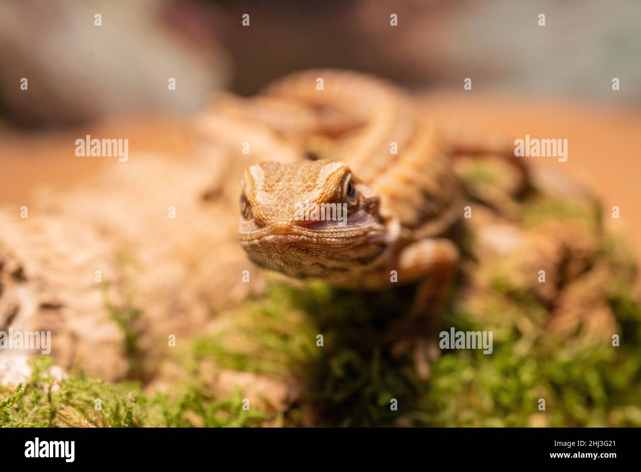 Australian bearded dragon lizard. Agama lizard lies on a log on wood ...