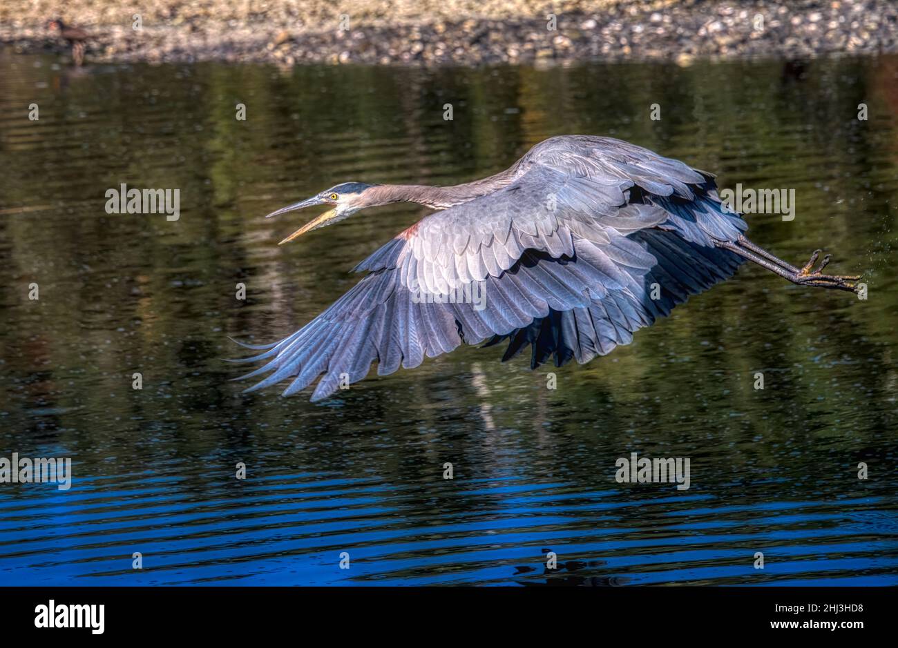 Great Blue Heron Angrily Takes off from Olympic National Park River ...