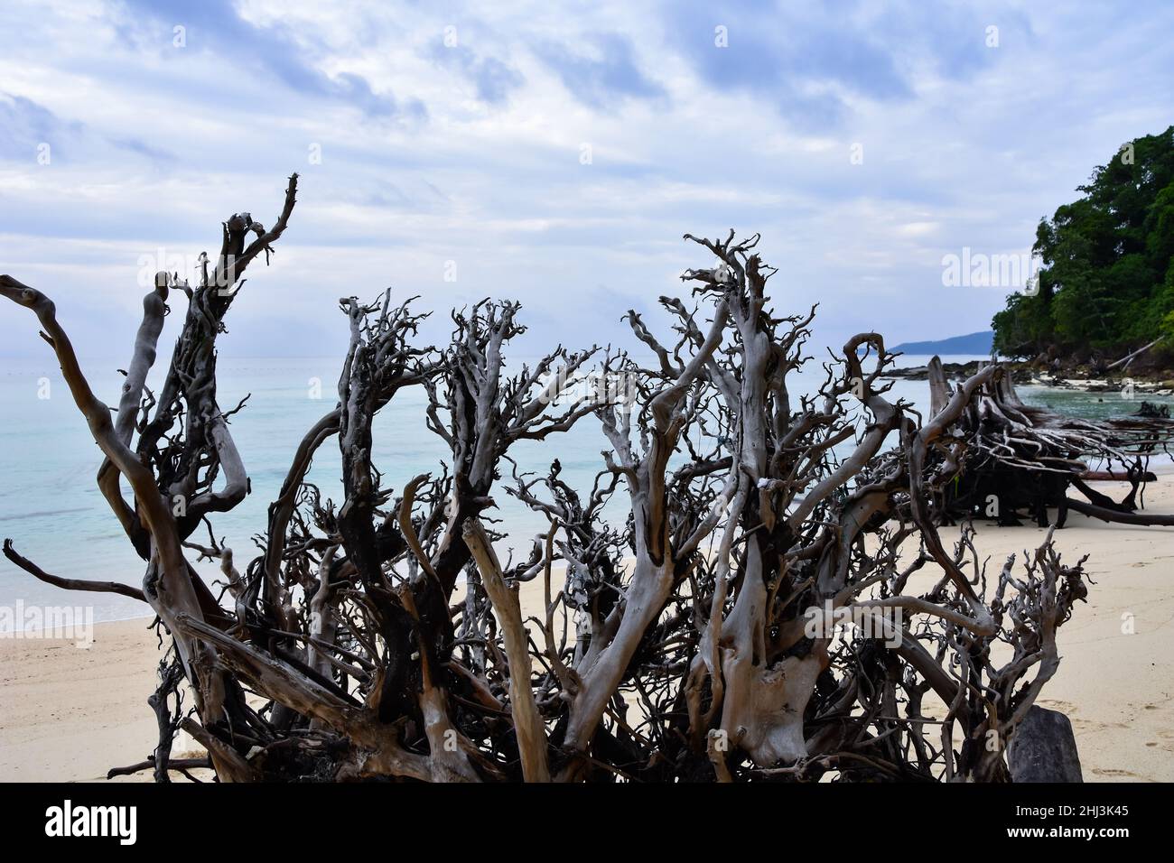 Bamboo tree roots hi-res stock photography and images - Alamy