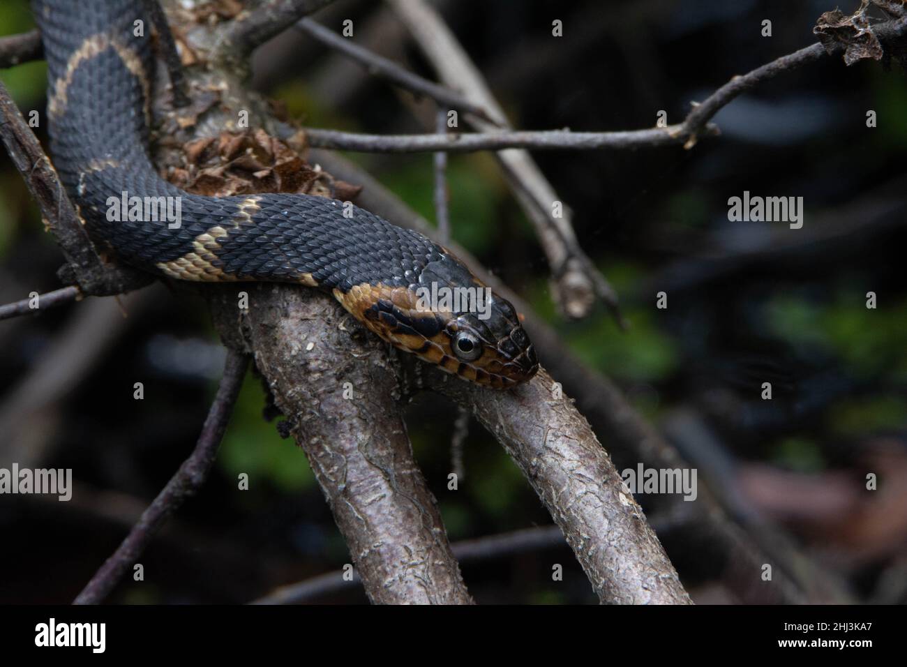 Broad-banded Watersnake (Nerodia fasciata confluens) from Jefferson ...