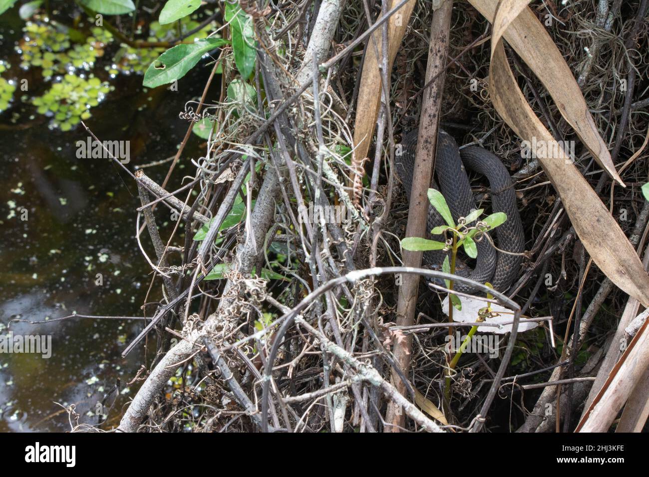 Broad-banded Watersnake (Nerodia fasciata confluens) from Jefferson ...