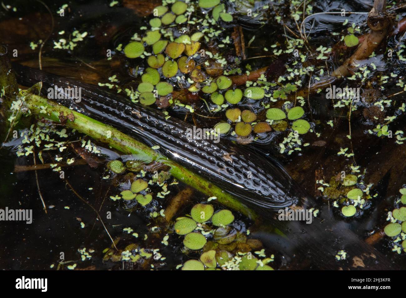 Broad-banded Watersnake (Nerodia fasciata confluens) from Jefferson ...