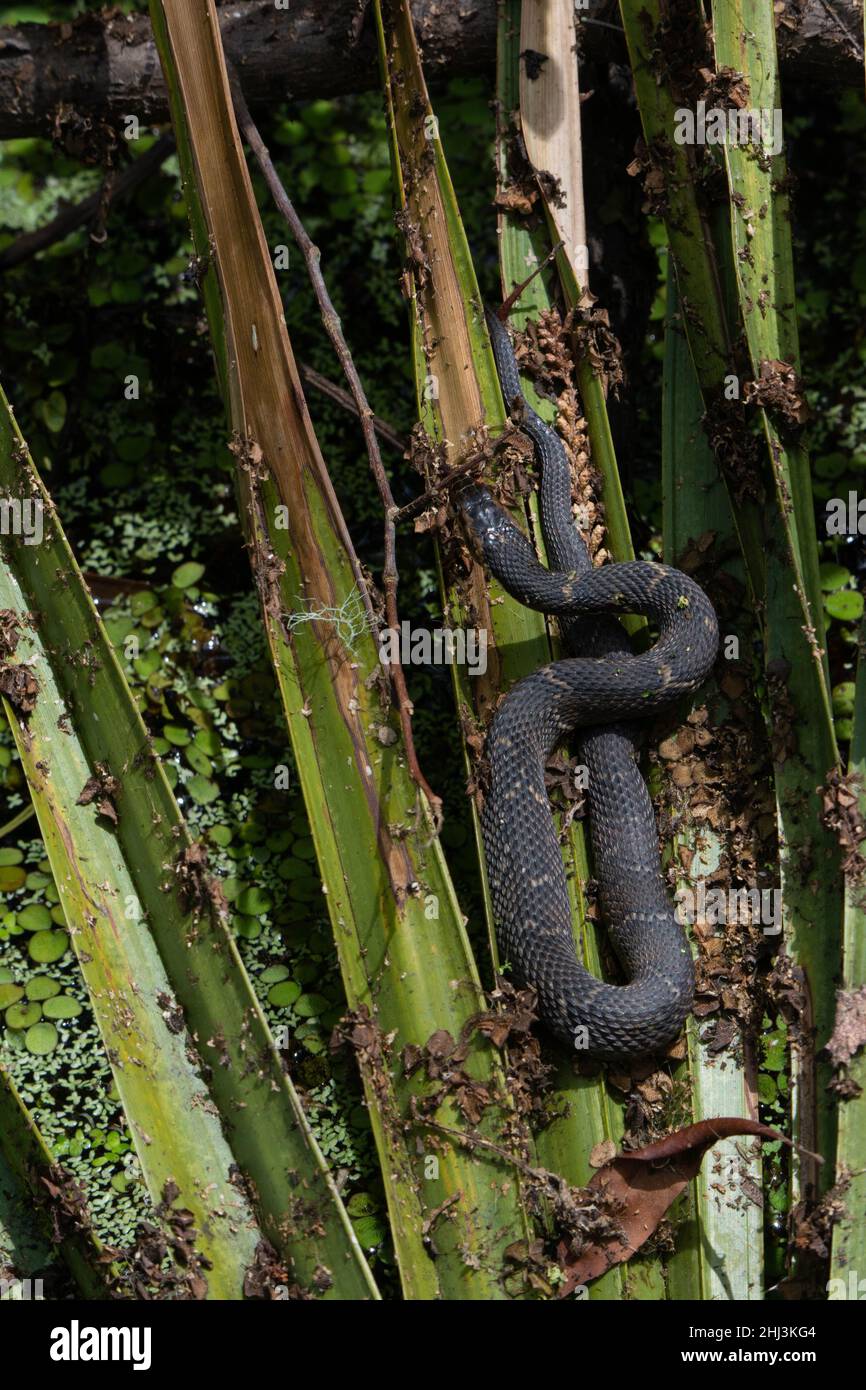 Broad-banded Watersnake (Nerodia fasciata confluens) from Jefferson ...