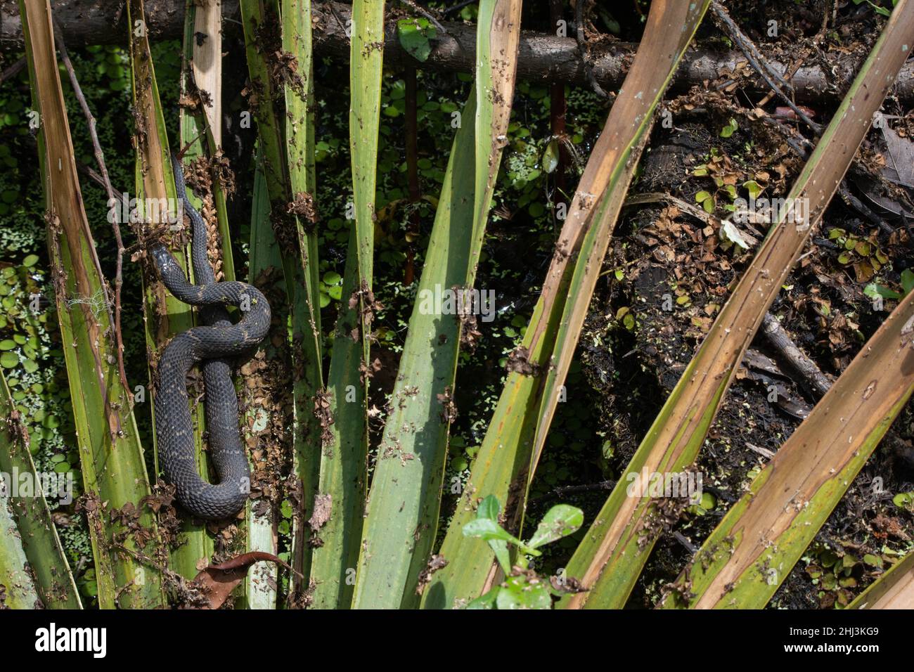 Broad-banded Watersnake (Nerodia fasciata confluens) from Jefferson ...