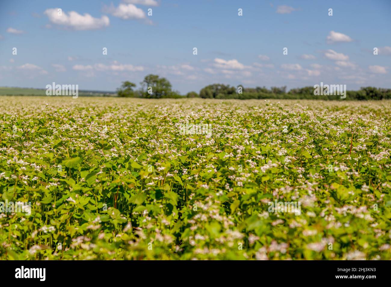 Buckwheat blooms in the field. White flowers. Sky with dark clouds ...