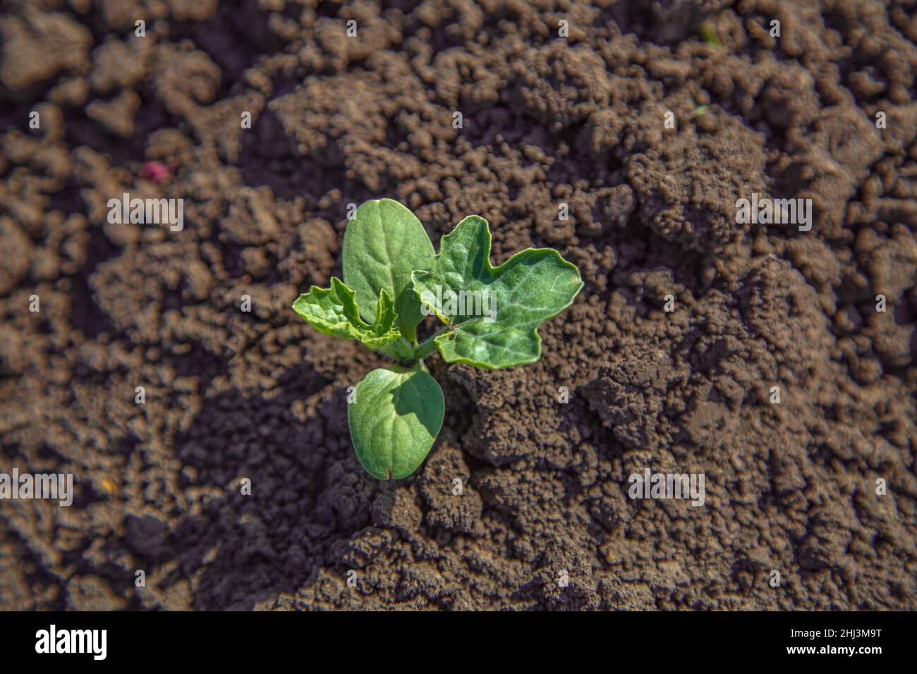 young watermelon seedlings growing on the vegetable bed Stock Photo - Alamy
