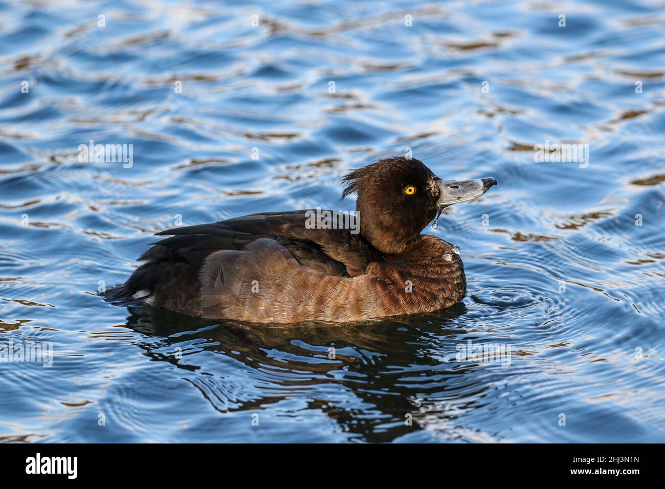 Female Tufted Duck, United Kingdom Stock Photo - Alamy