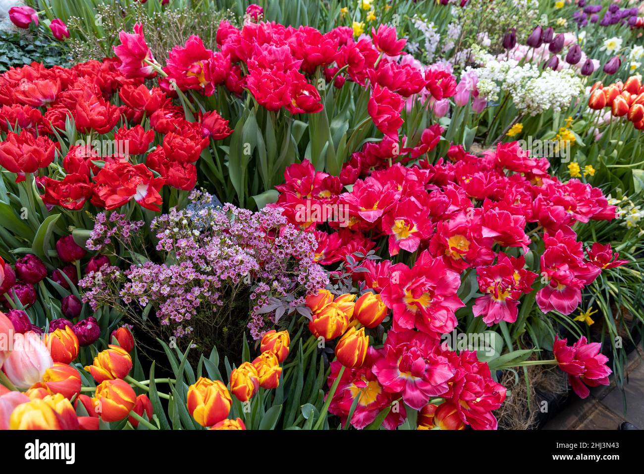 Moscow, Russia. Spring flowers on exhibition in the Botanic Gardens of ...