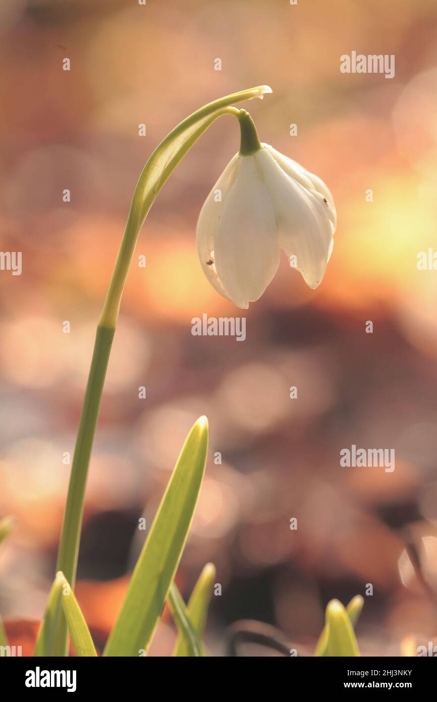 Ground Level View Of Snowdrop High Resolution Stock Photography and ...