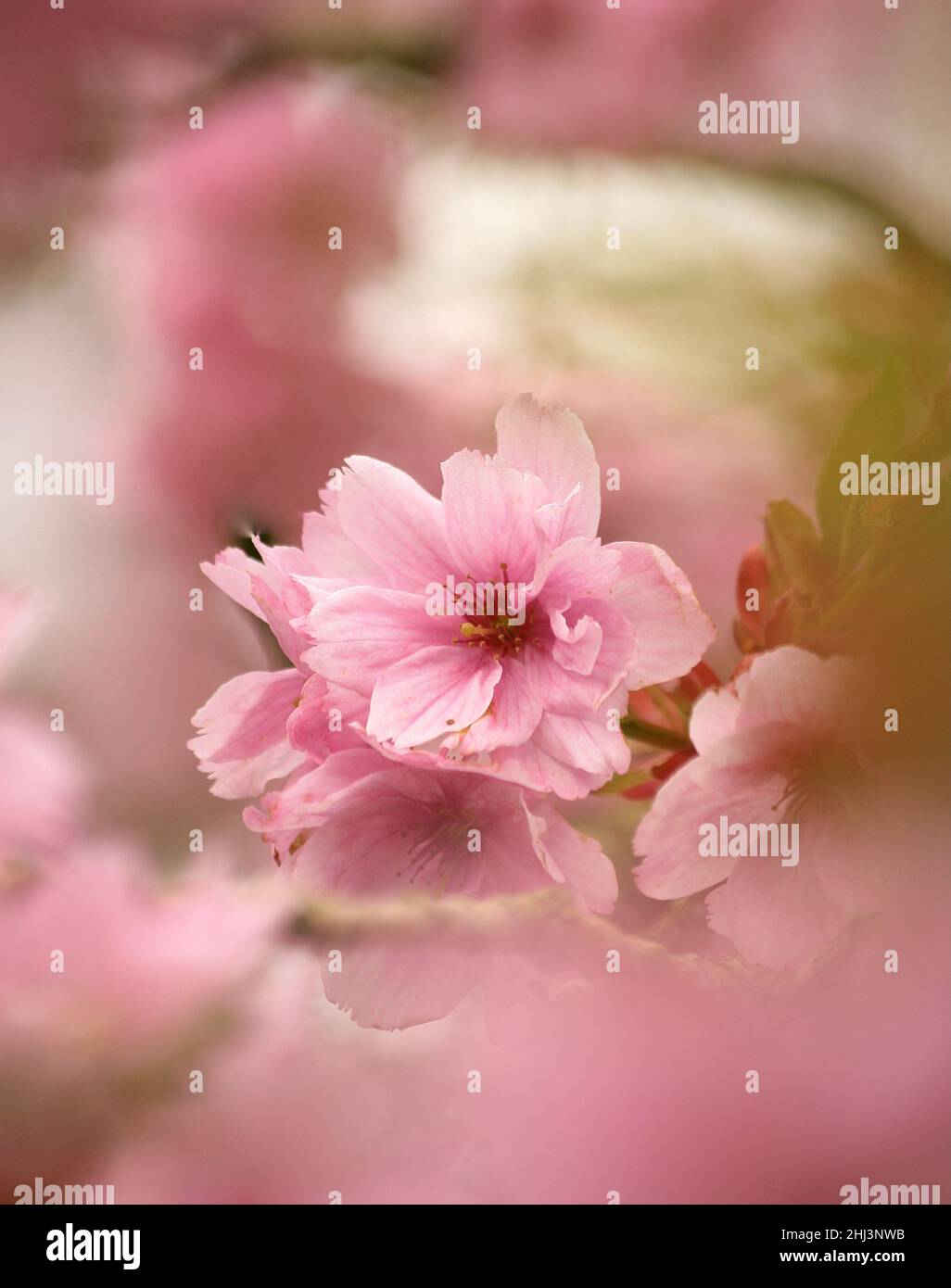 Sunlit spring blossom hi-res stock photography and images - Alamy